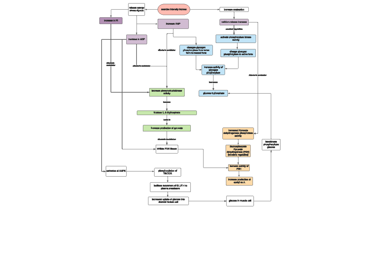 metabolism mind map - calcium release increase exercise intensity increse activate phosphorylase ...