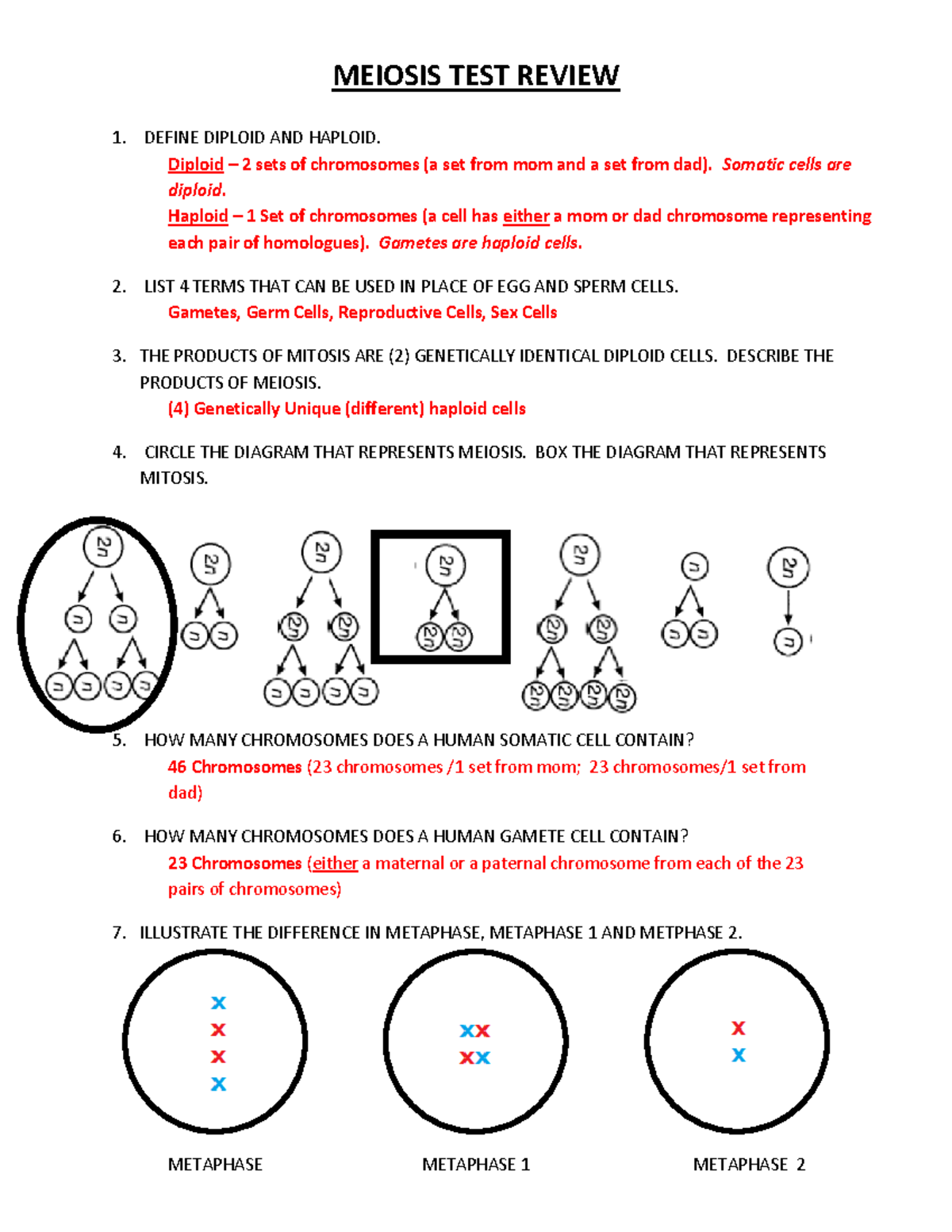 Meiosis Test Review Answers - MEIOSIS TEST REVIEW 1. DEFINE DIPLOID AND ...