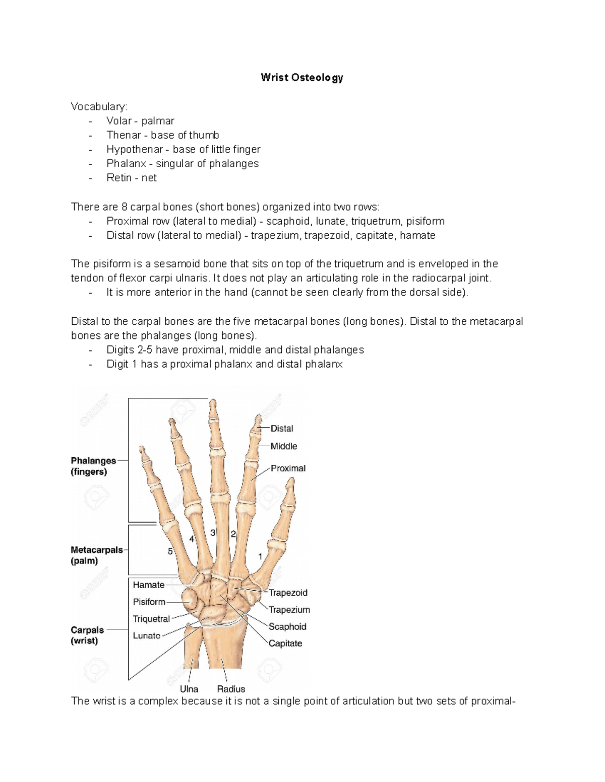 Gross Anatomy (HS369) Lecture 9 - Wrist Osteology Vocabulary: - Volar ...