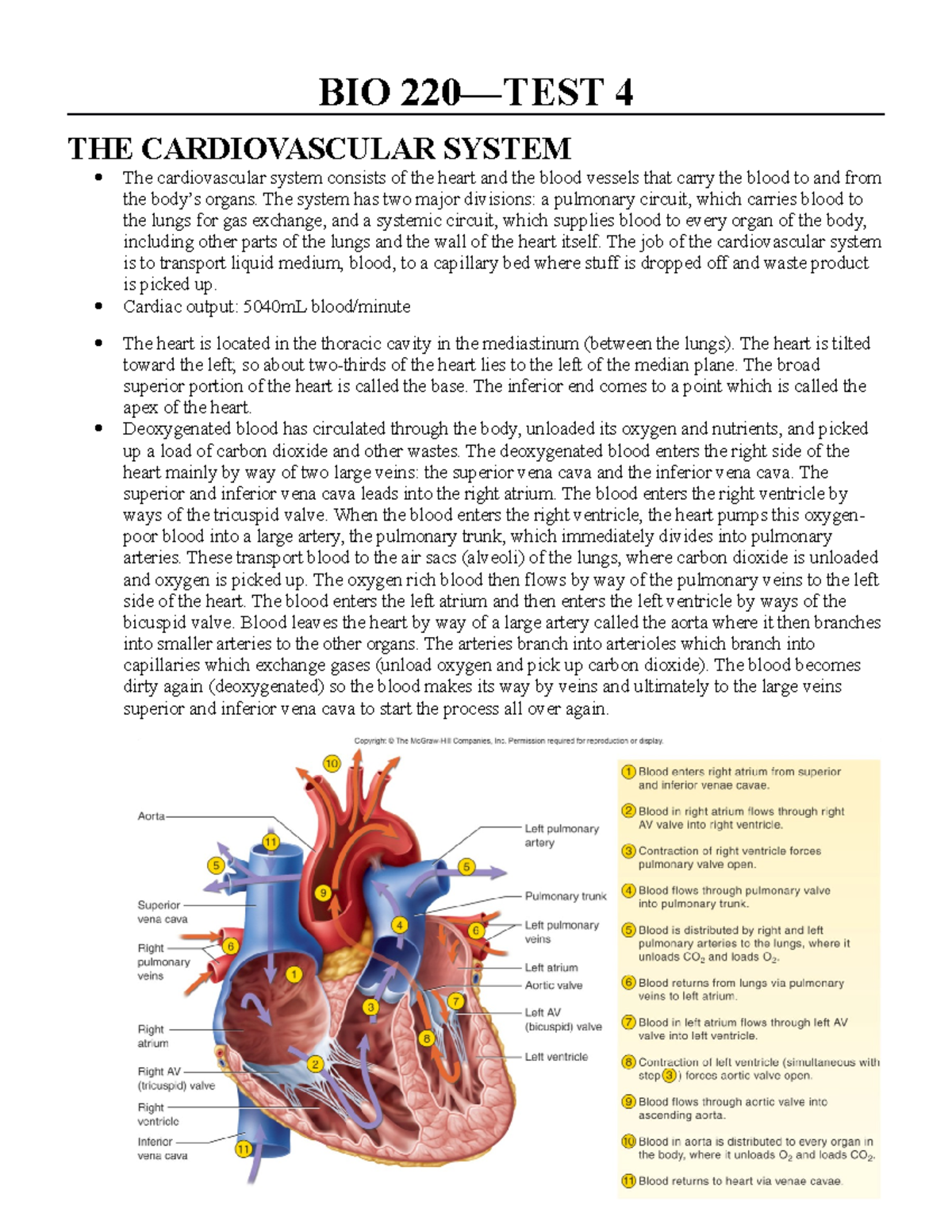 Bio 220 test4 - BIO 4 THE CARDIOVASCULAR SYSTEM The cardiovascular ...