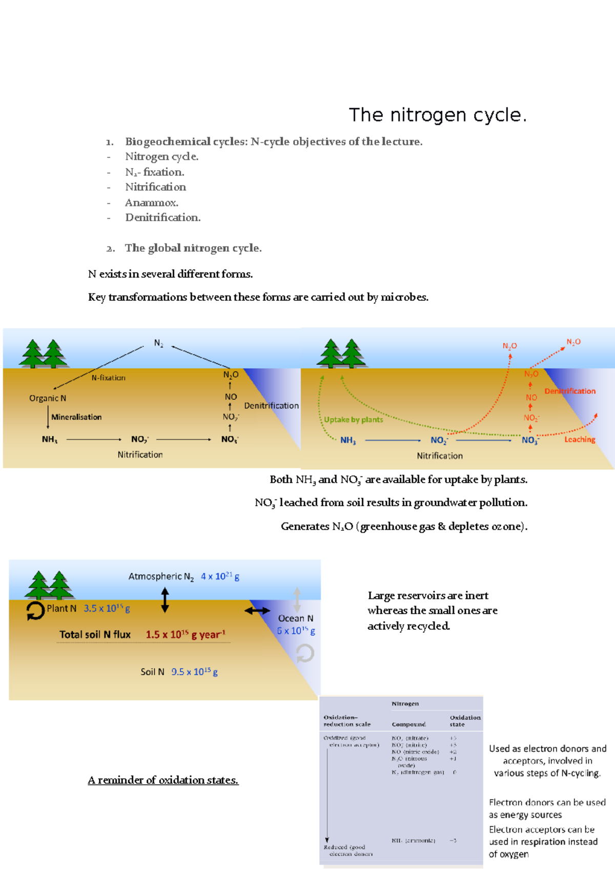 26. The nitrogen cycle. - The nitrogen cycle. 1. Biogeochemical cycles ...