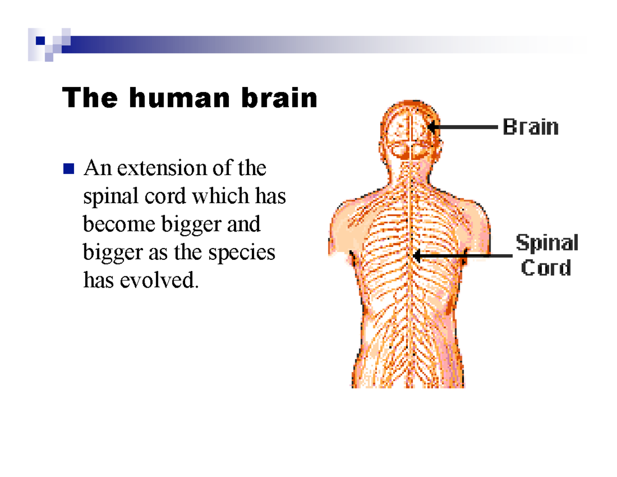 03 Brain Basics - Neurosurgery - The human brain An extension of the ...