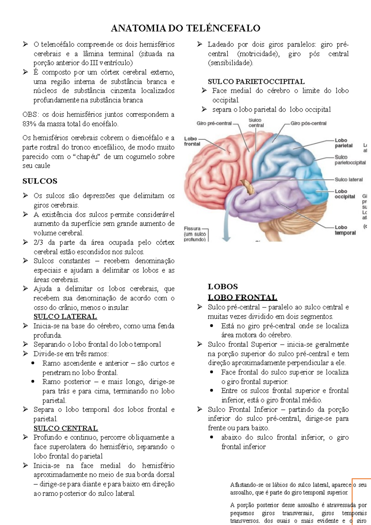 Anatomia DO Teléncefalo - ANATOMIA DO TELÉNCEFALO O telencéfalo ...