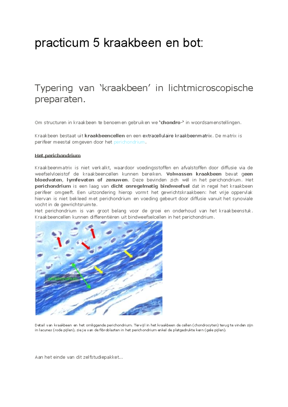 Practicum 5 kraakbeen en bot - practicum 5 kraakbeen en bot: Typering ...