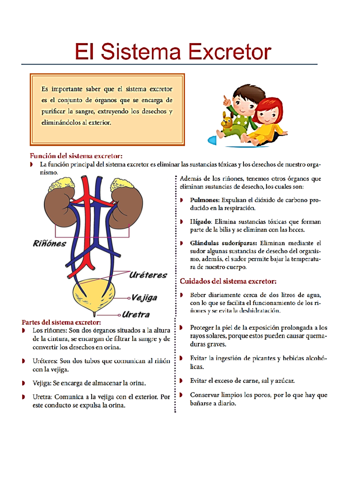 Sistema Excretor - Función del sistema excretor: La función principal del sistema excretor es ...