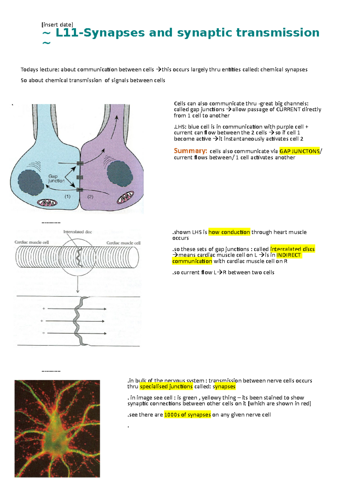 L11 Synapses and synaptic transmission - ~ L11-Synapses and synaptic ...