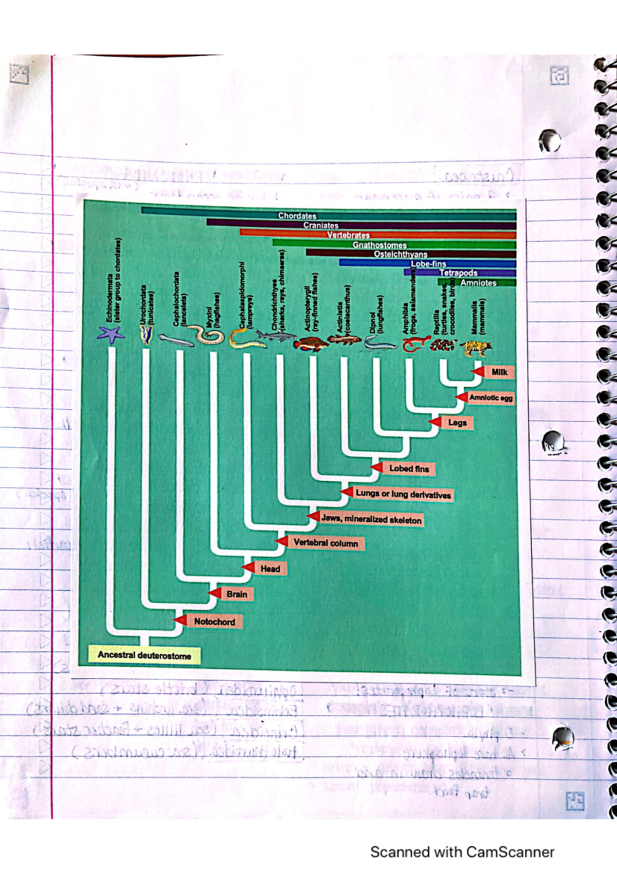Vertebrates notes - BIOLOGY 109 - UMKC - Studocu