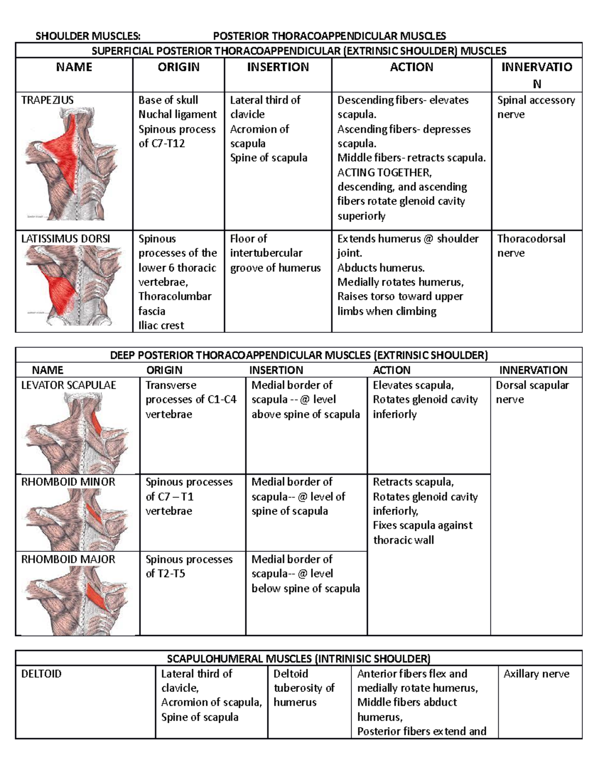Human Anatomy Muscle Chart - SHOULDER MUSCLES: POSTERIOR ...
