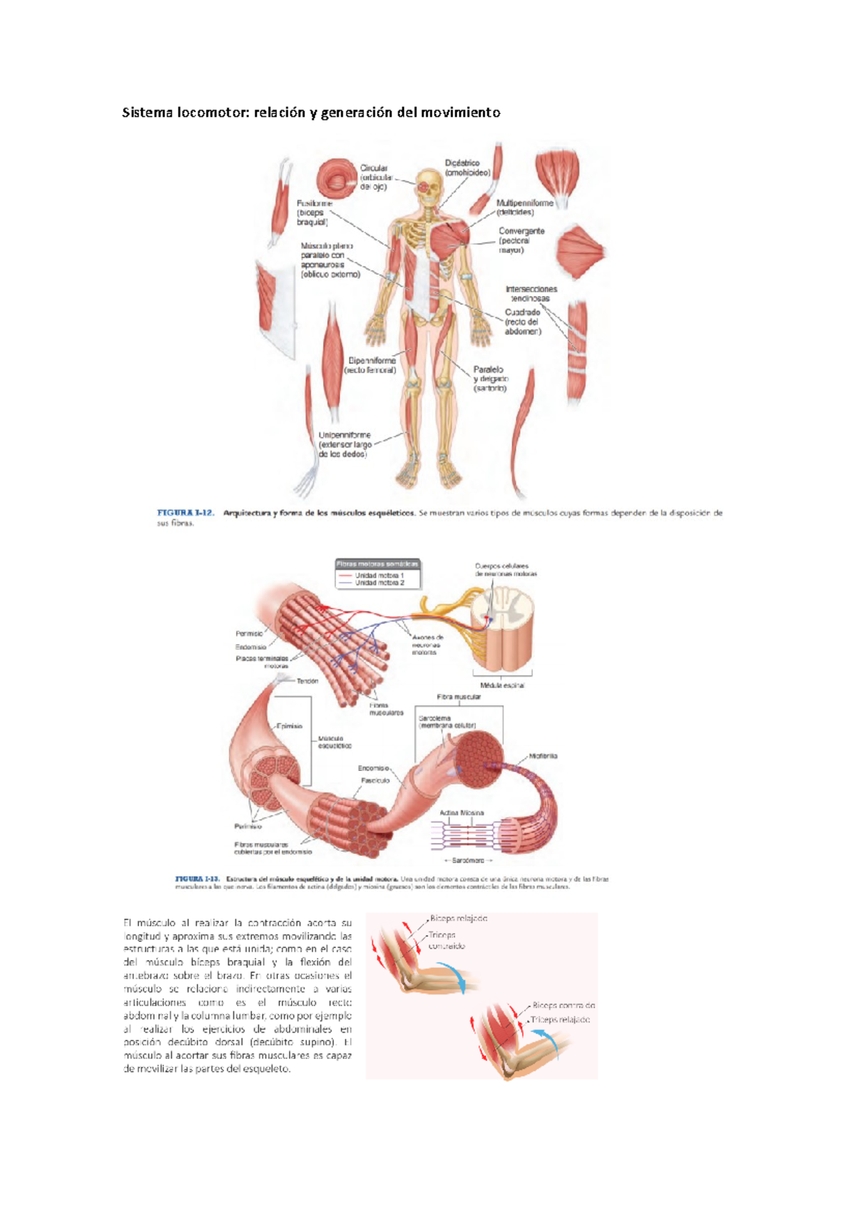 Sistema locomotor - Estructura y Función - Studocu