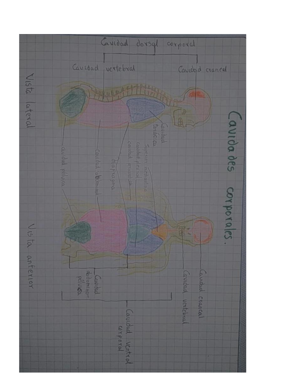 DIbujos cavidad corporal y abdominal ...Nay MT - Anatomía Humana I ...