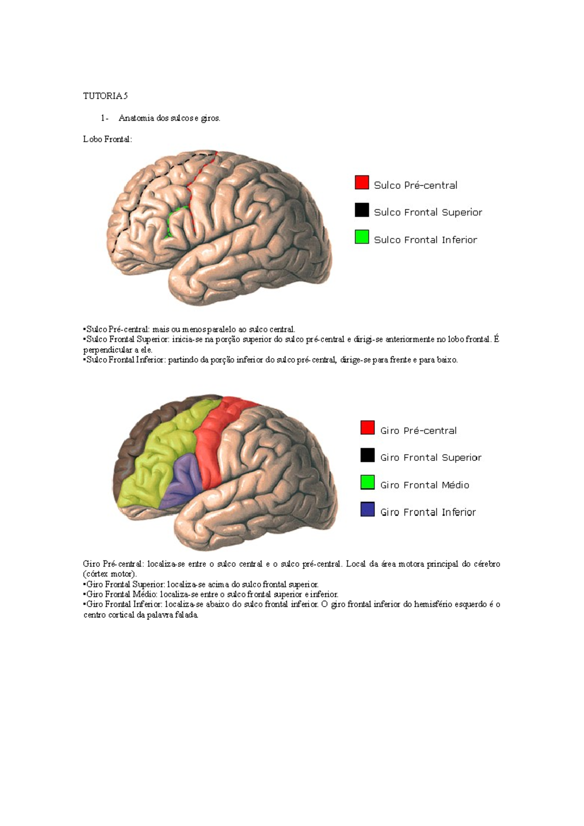 Tutoria 5 - TUTORIA 5 1- Anatomia dos sulcos e giros. Lobo Frontal: •Sulco Pré-central: mais ou ...