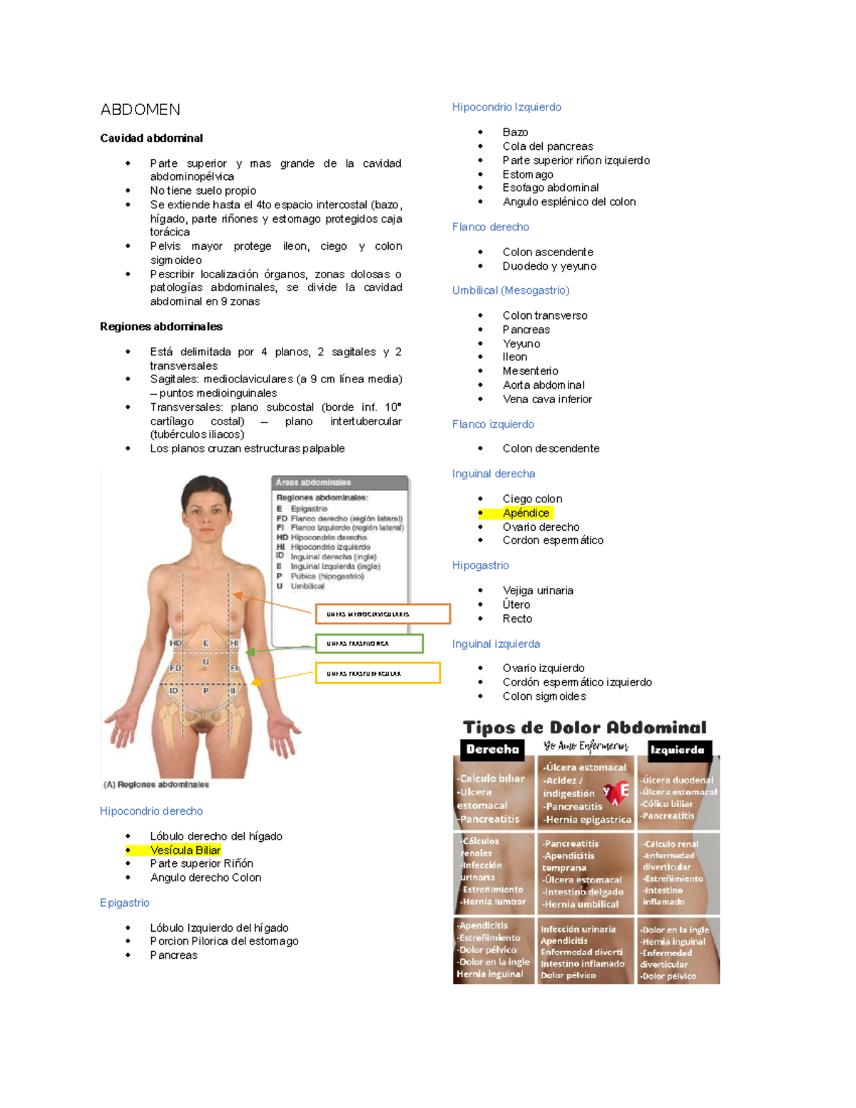 Resumen planos del abdomen - ABDOMEN Cavidad abdominal Parte superior y mas grande de la cavidad ...