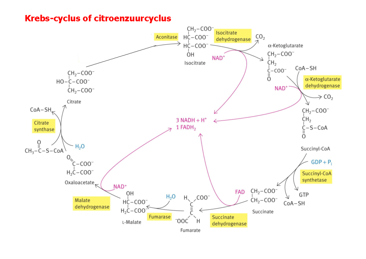 Krebs Pathway - Good - Krebs-cyclus of citroenzuurcyclus CH2-COO ...