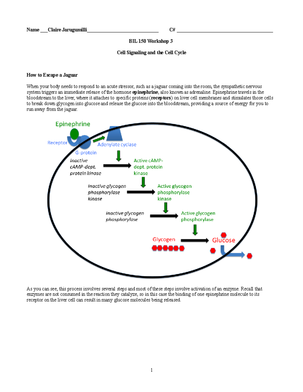 Workshop 5 Cell Signaling and Cell Division - Name Claire Jarugumilli