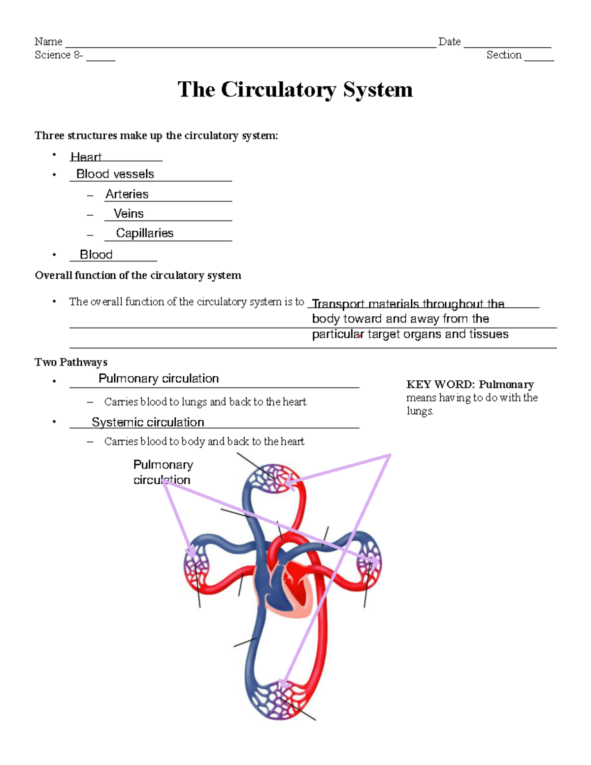 Circulatory System Notes 1 - Name