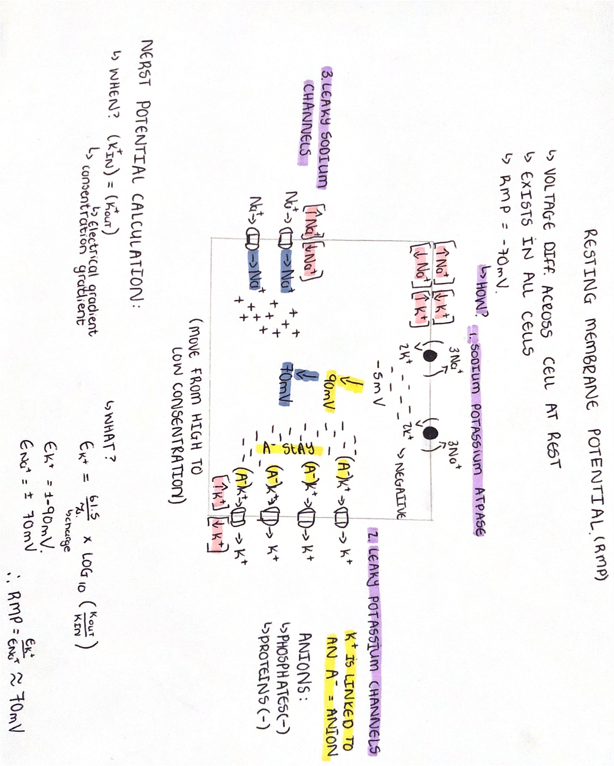 RMP, Graded Potential, Action Potential - PYC4813 - Studocu
