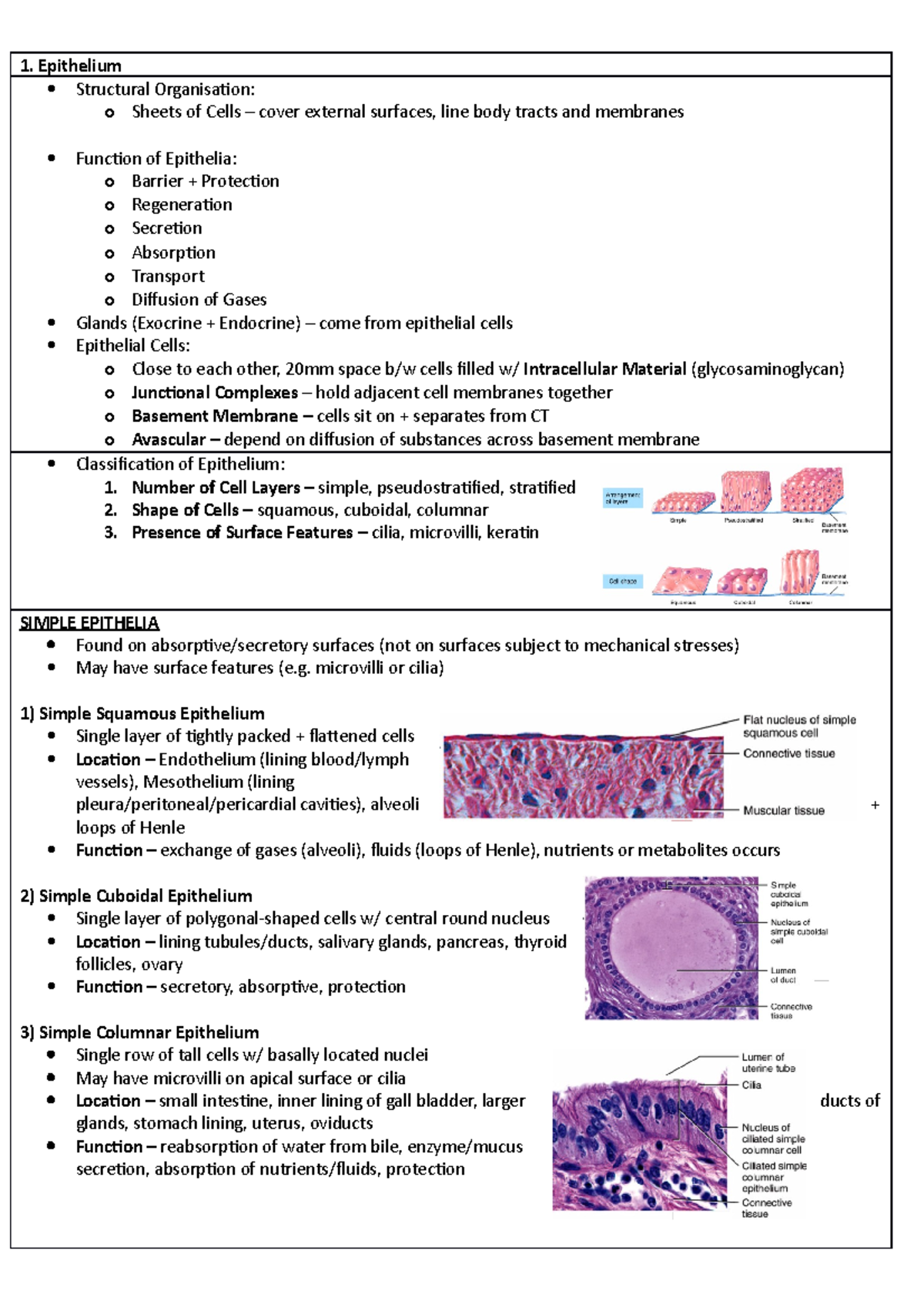 ANAT2241 Notes - Epithelium Structural Organisation: o Sheets of Cells ...