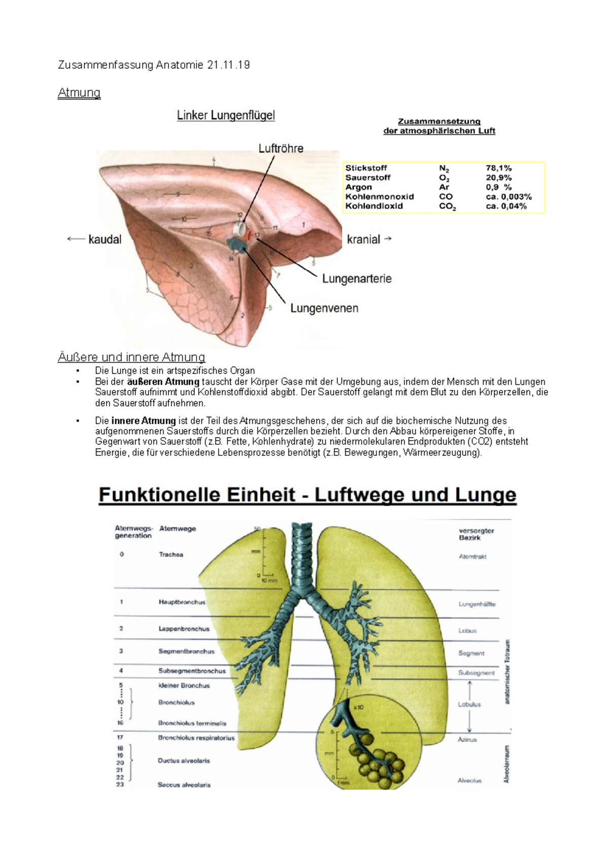 Zusammenfassung Atmung - Atmung Äußere und innere Atmung Die Lunge ist ...