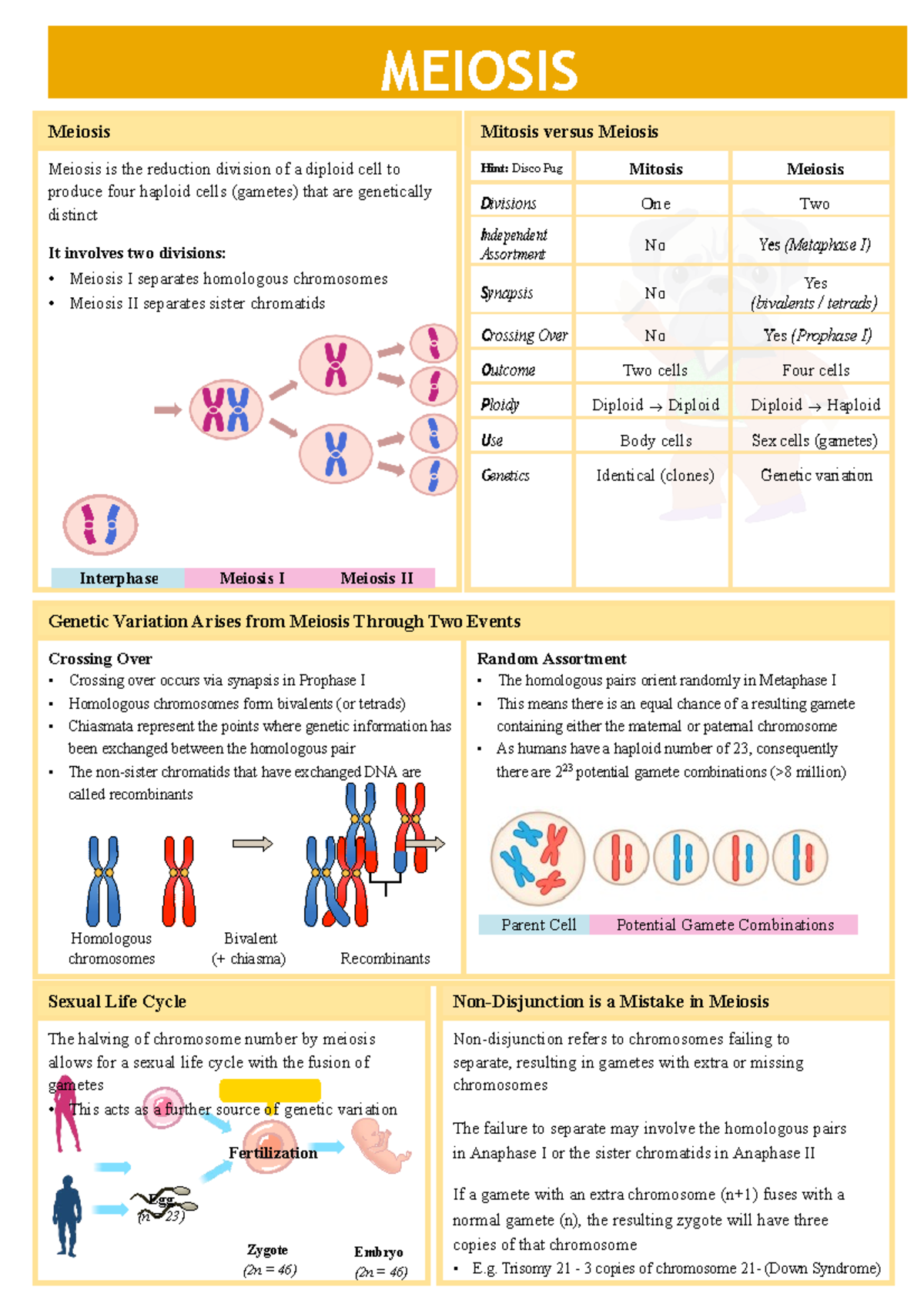 3.3 Meiosis - summary - MEIOSIS Meiosis Mitosis versus Meiosis Meiosis ...