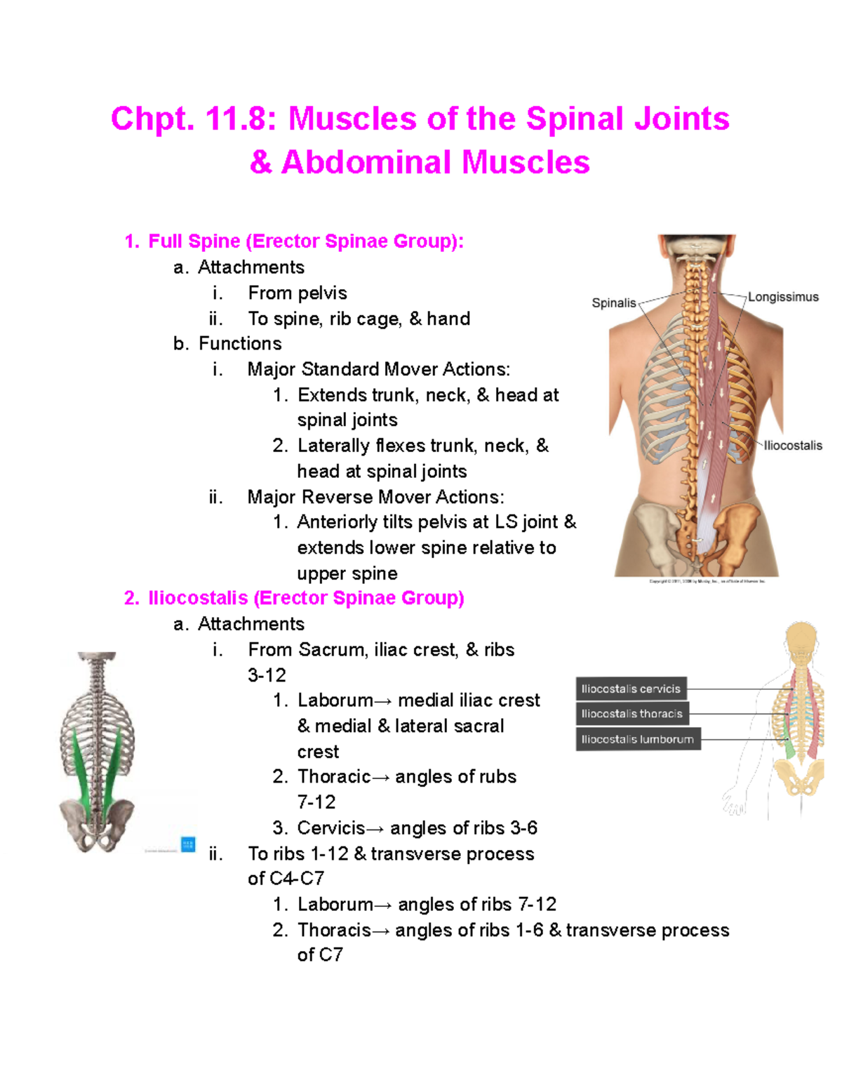Anatomy chpt 11.8 notes-3 - Chpt. 11: Muscles of the Spinal Joints ...