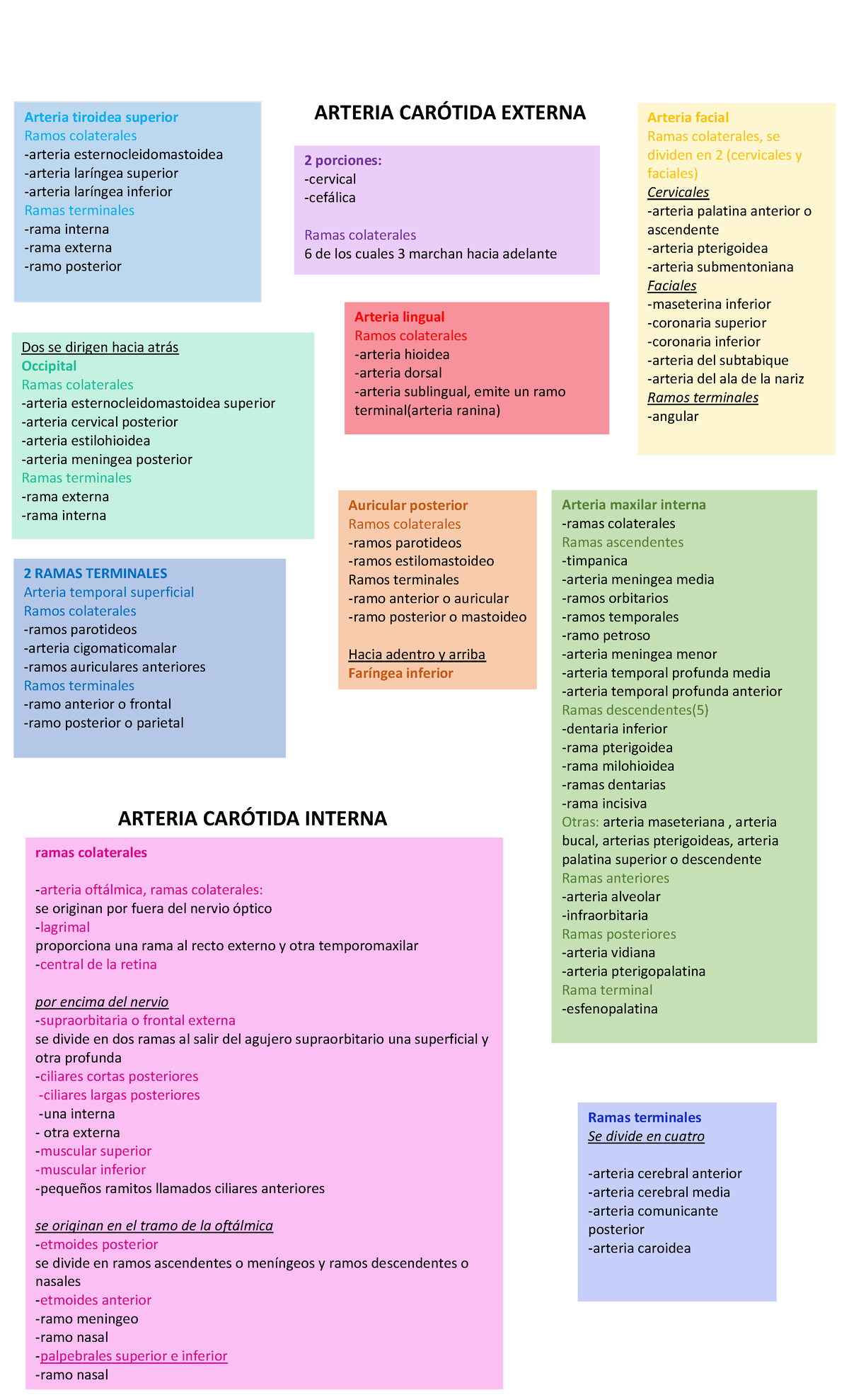 Arteria carótida externa e interna - ARTERIA CAR”TIDA EXTERNA ARTERIA ...