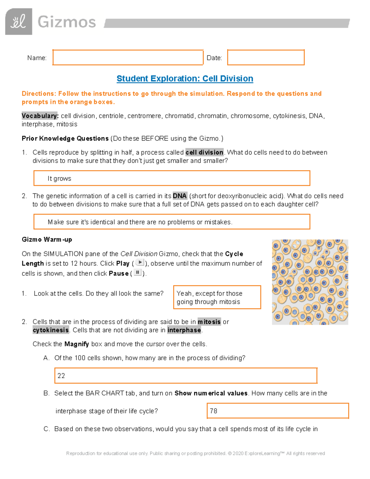Rory Bright - Cell Division SE - Name: Date: Student Exploration: Cell ...