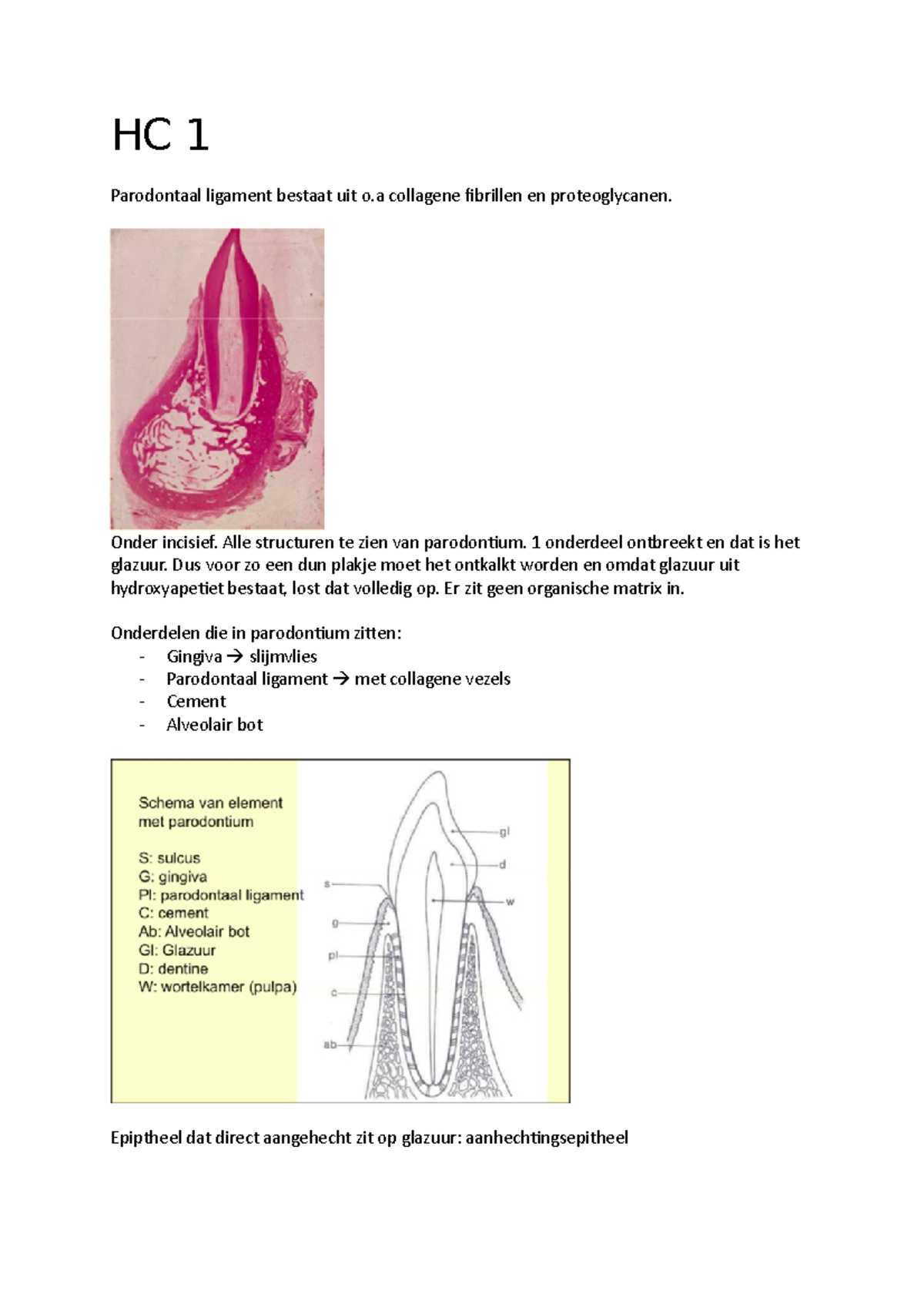 HC 1 - HC 1 Parodontaal ligament bestaat uit o collagene fibrillen en ...