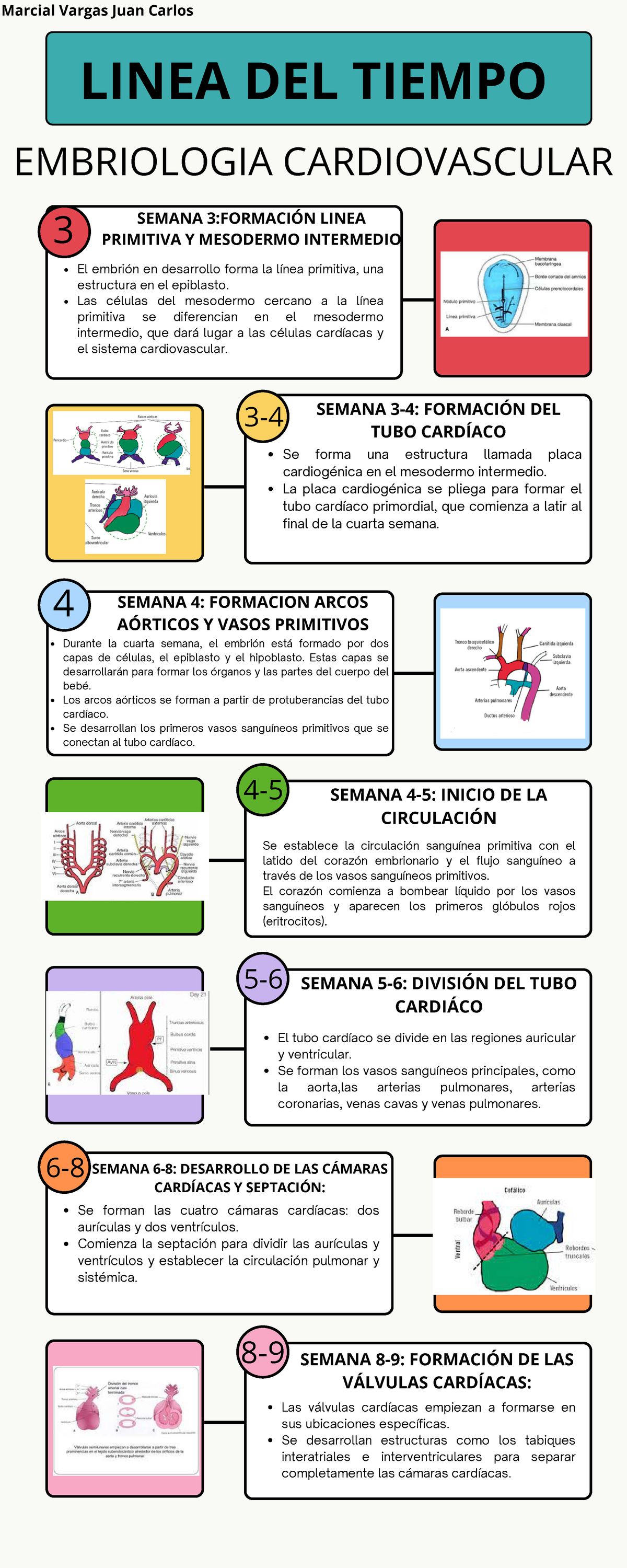 Sis.cardio linea del tiempo - El embrión en desarrollo forma la línea ...