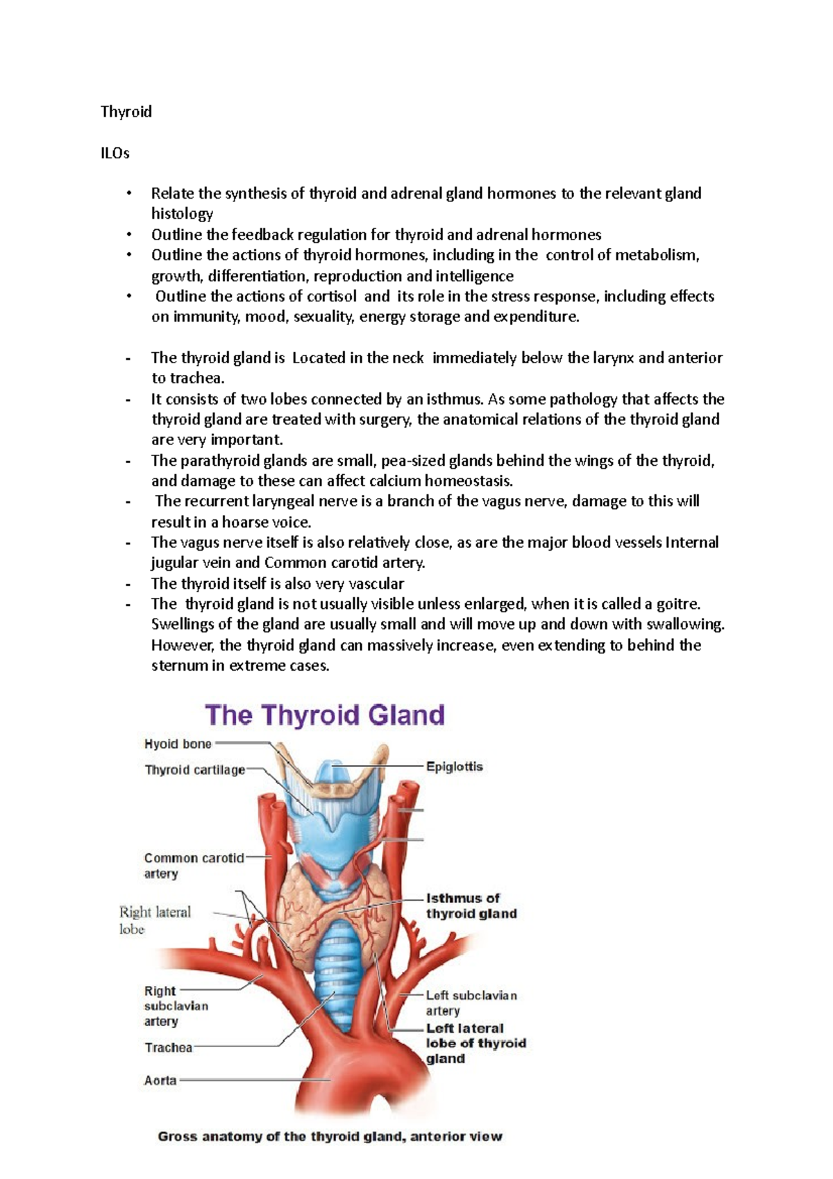 Thyroid - detailed notes from human biological sciences endocrine ...