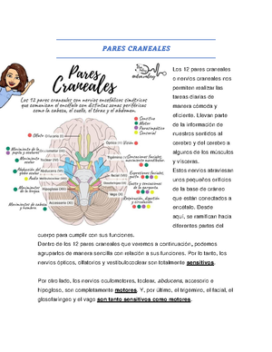 Pulmones Anatomía, estructura, circulación Kenhub - Tórax Pulmones ...