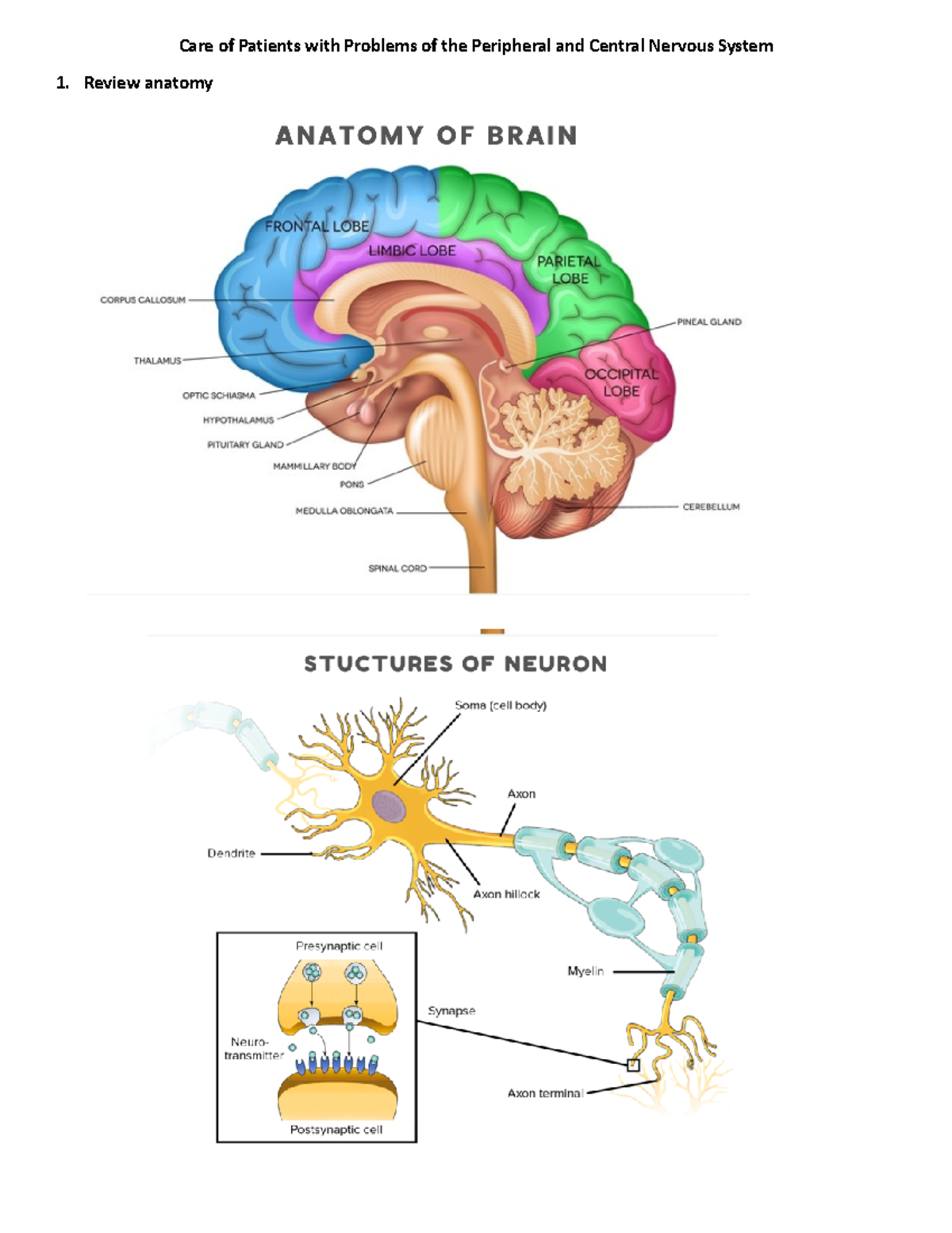 CNS-PNS helpful pics - Central and Peripheral Nervous System Study ...
