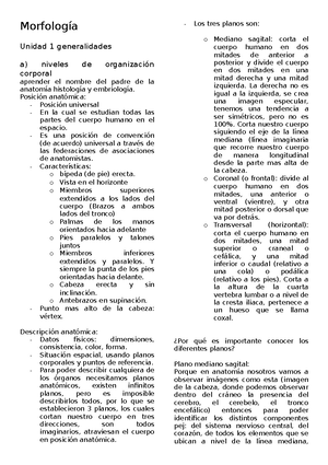 Morfología 1 - apuntes - MorfologÌa Unidad 1 generalidades a) niveles ...