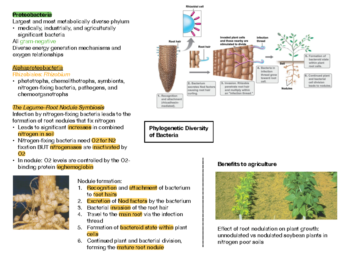 Summary Theme 8 - D Phylogenetic Diversity of Bacteria Nodule formation: Recognition and ...