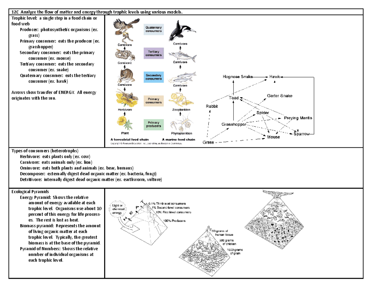 Biology - lecture notes - 12C Analyze the flow of matter and energy ...