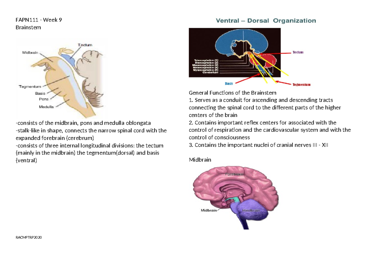 Week+9+-+brainstem - FAPN111 - Week 9 Brainstem -consists of the midbrain, pons and medulla ...