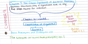 Intro to light microscope - Introduction to the Light Microscope DATA AN D CALCULATIONS 1 Record ...