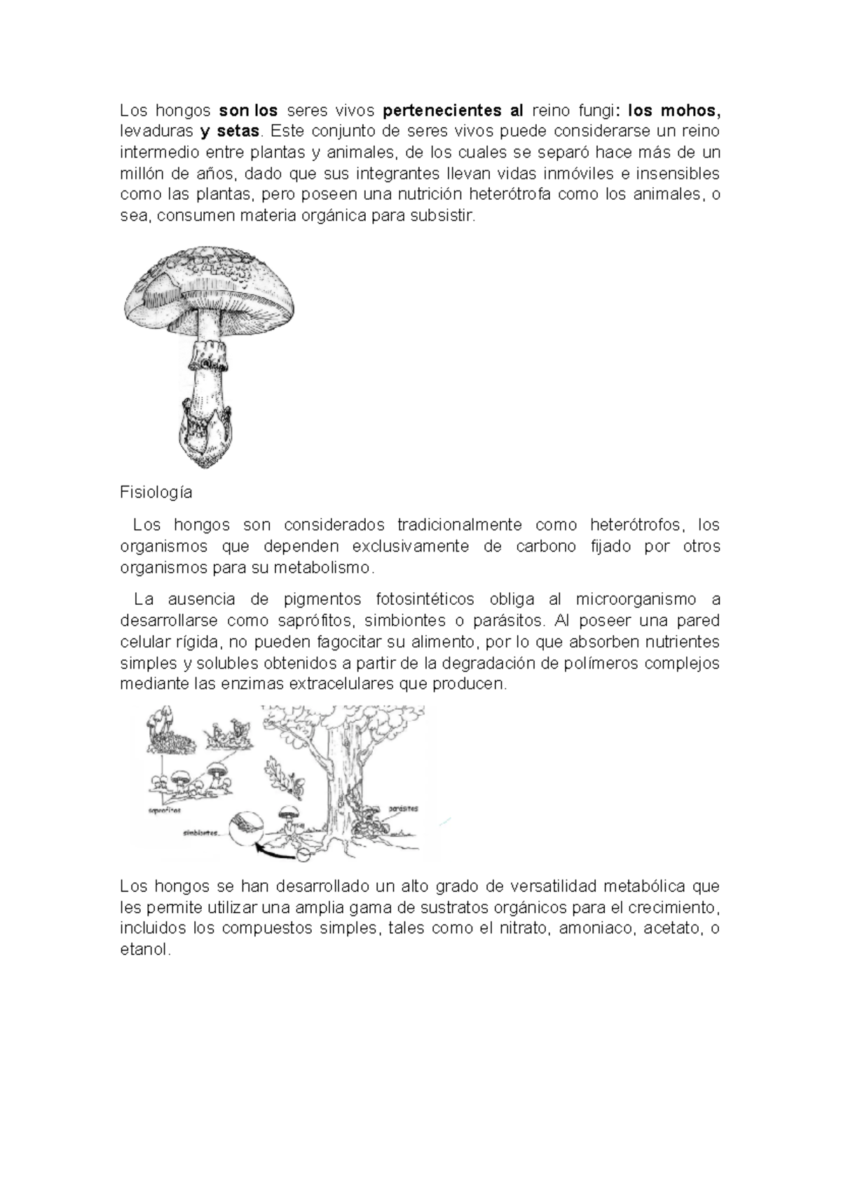 Cuadro - fungi y como saberlo - Los hongos son los seres vivos ...