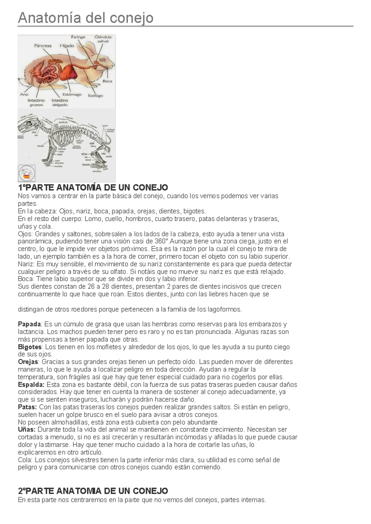 Anatomía del conejo - Anatomía del conejo 1°PARTE ANATOMÍA DE UN CONEJO ...