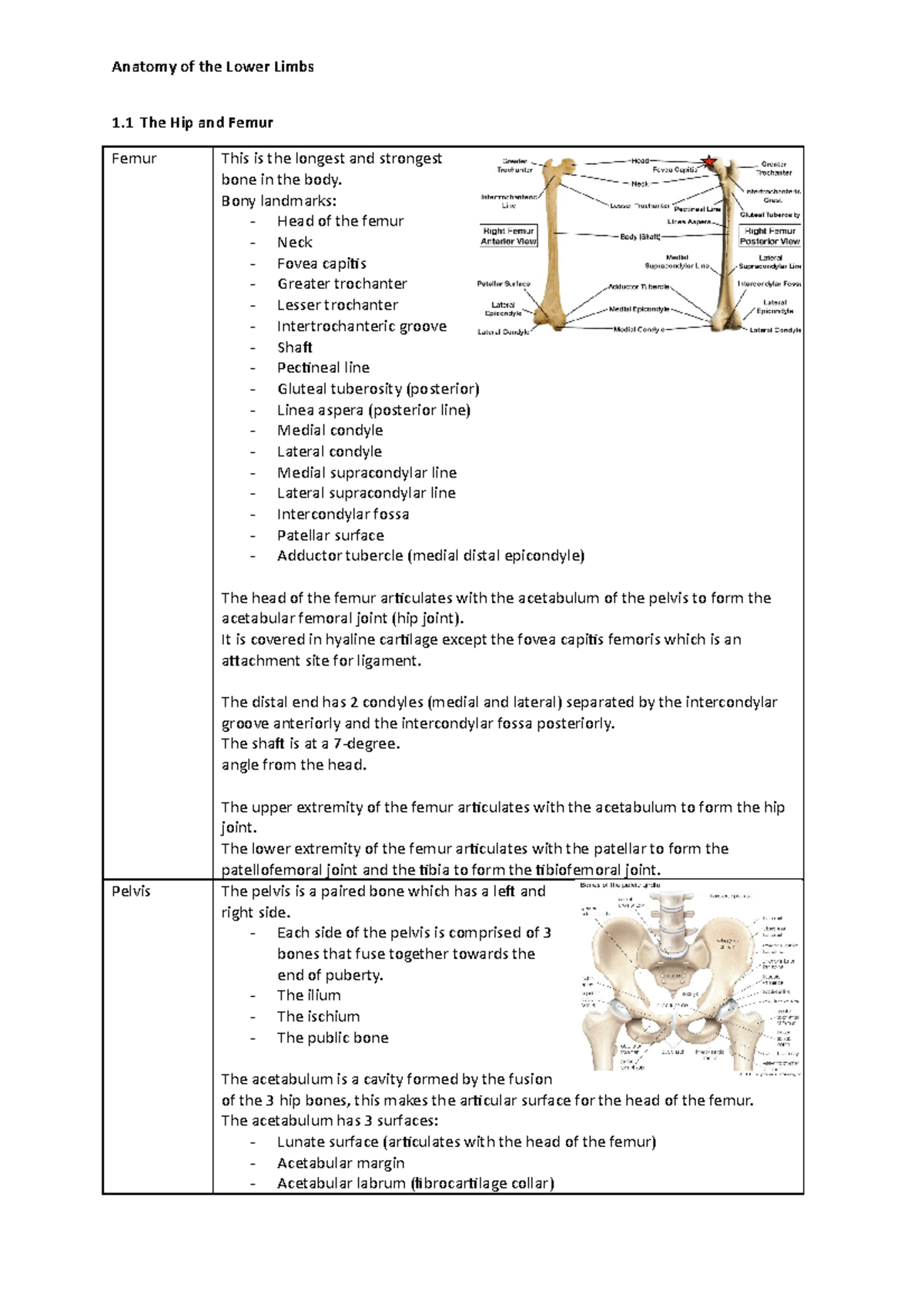 Anatomy of the Lower Limb - 1 The Hip and Femur Femur This is the ...