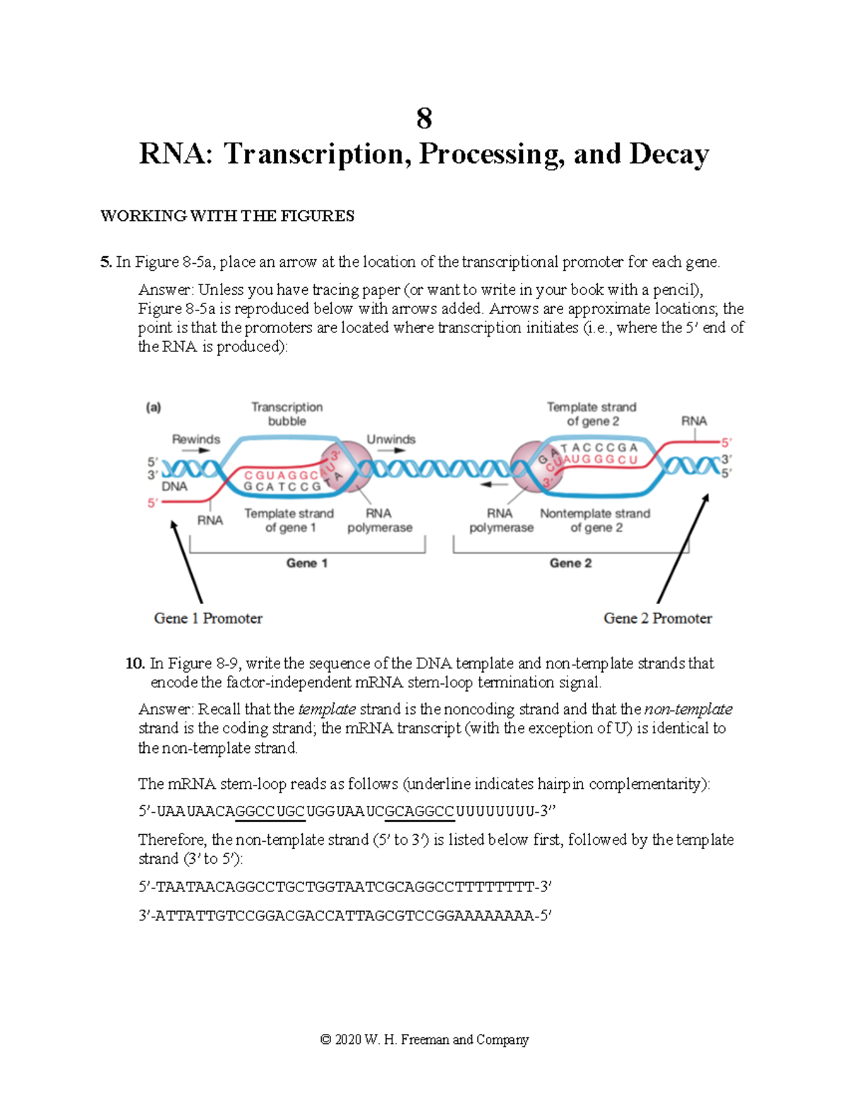 Assigned problems and solutions (Ch 8) - 8 RNA: Transcription, Processing, and Decay WORKING ...