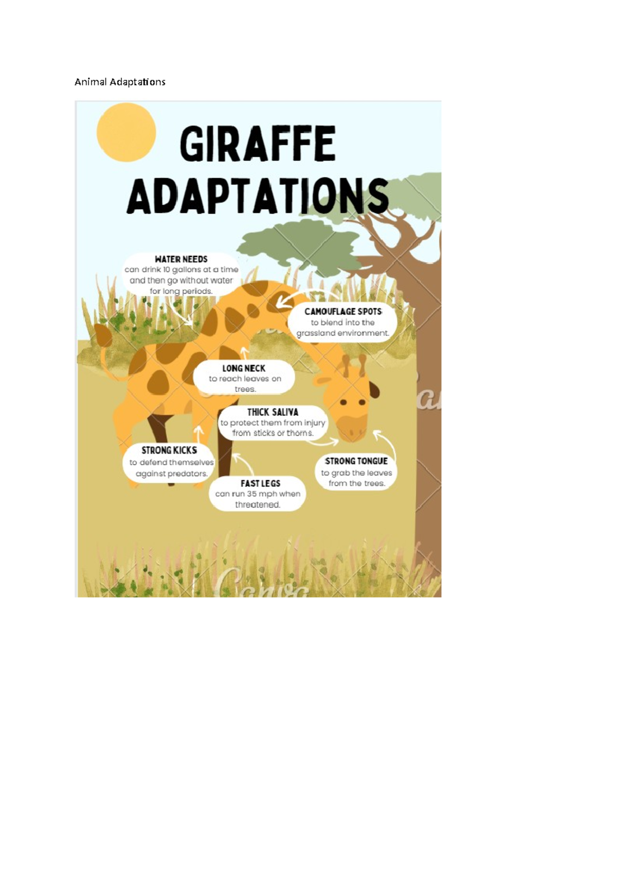 Animal Adaptations - Studocu