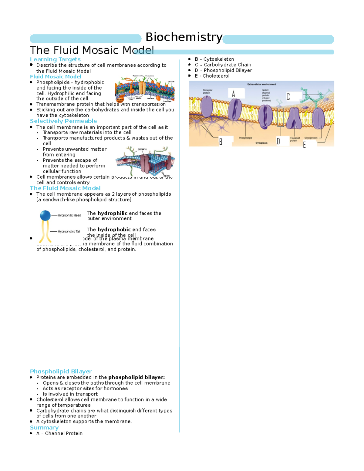 Lesson 11 - The Fluid Mosaic Model - Biochemistry The Fluid Mosaic ...