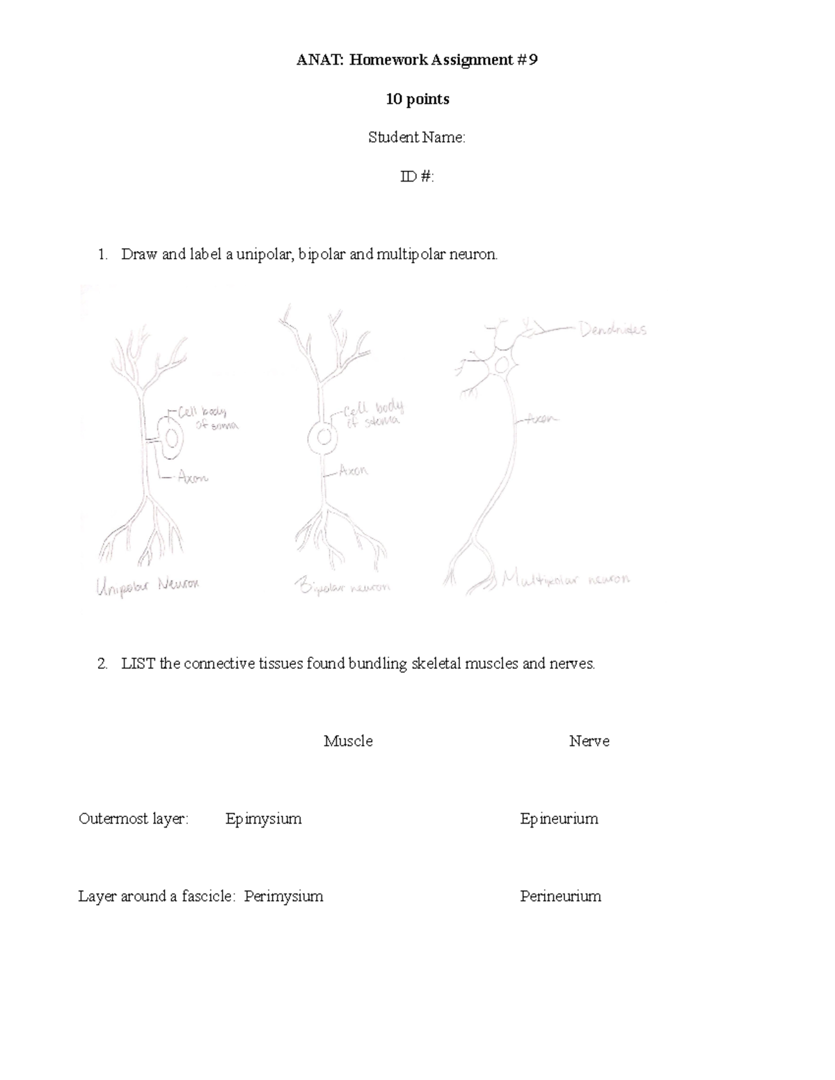 ANAT 1 Homework Assignment: The Brain - ANAT: Homework Assignment # 9 ...