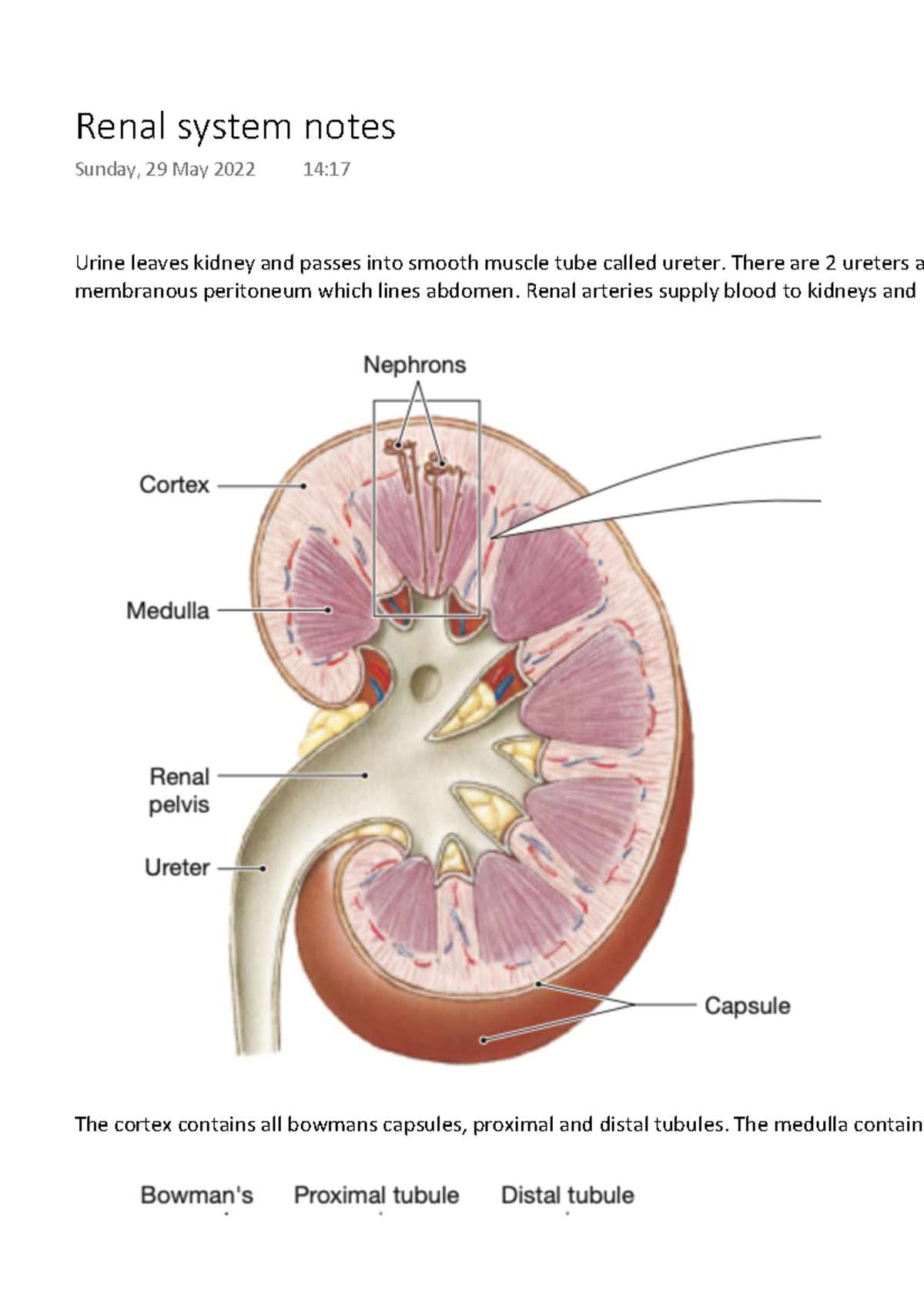 Renal system notes - Urine leaves kidney and passes into smooth muscle ...