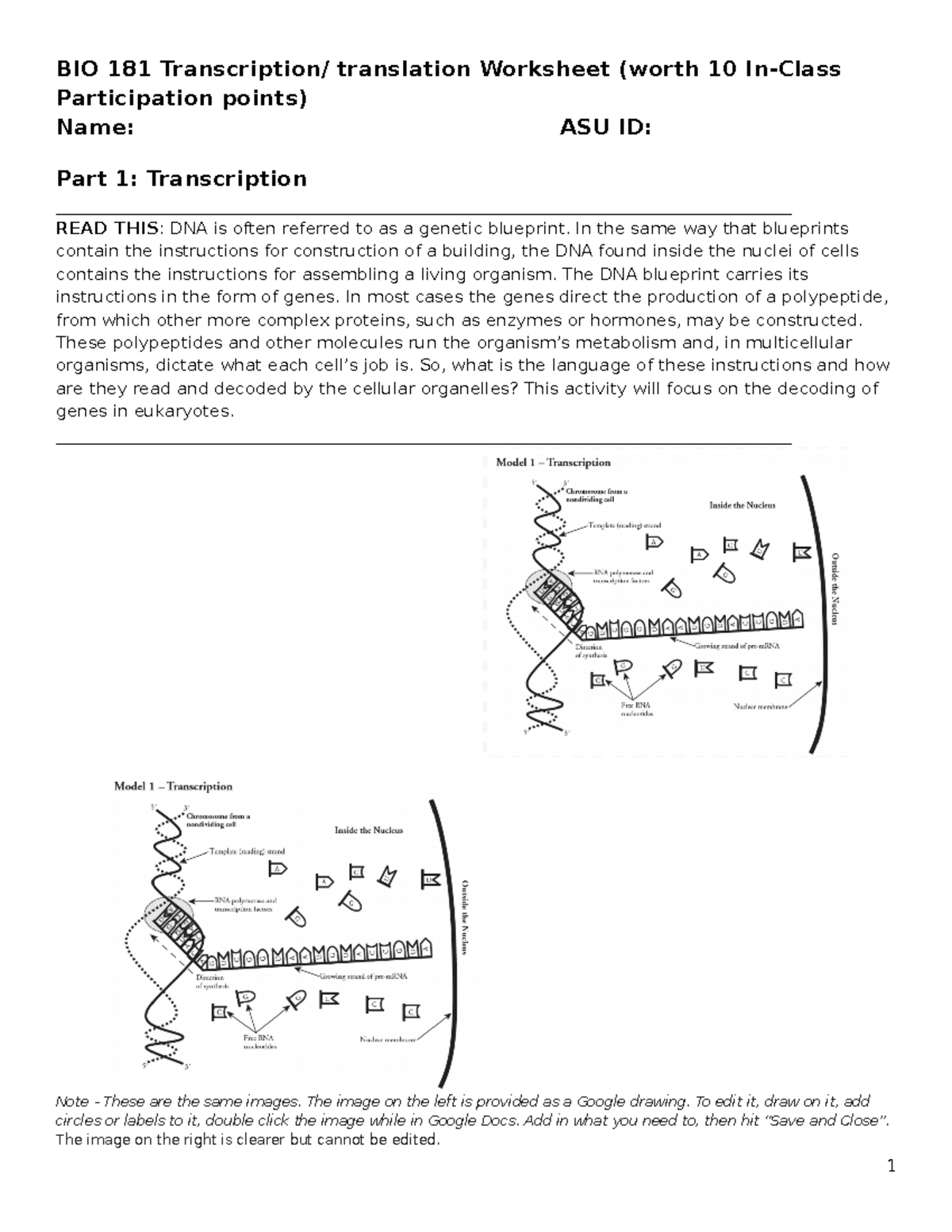 BIO 181 Transcription and translation Worksheet - In the same way that ...