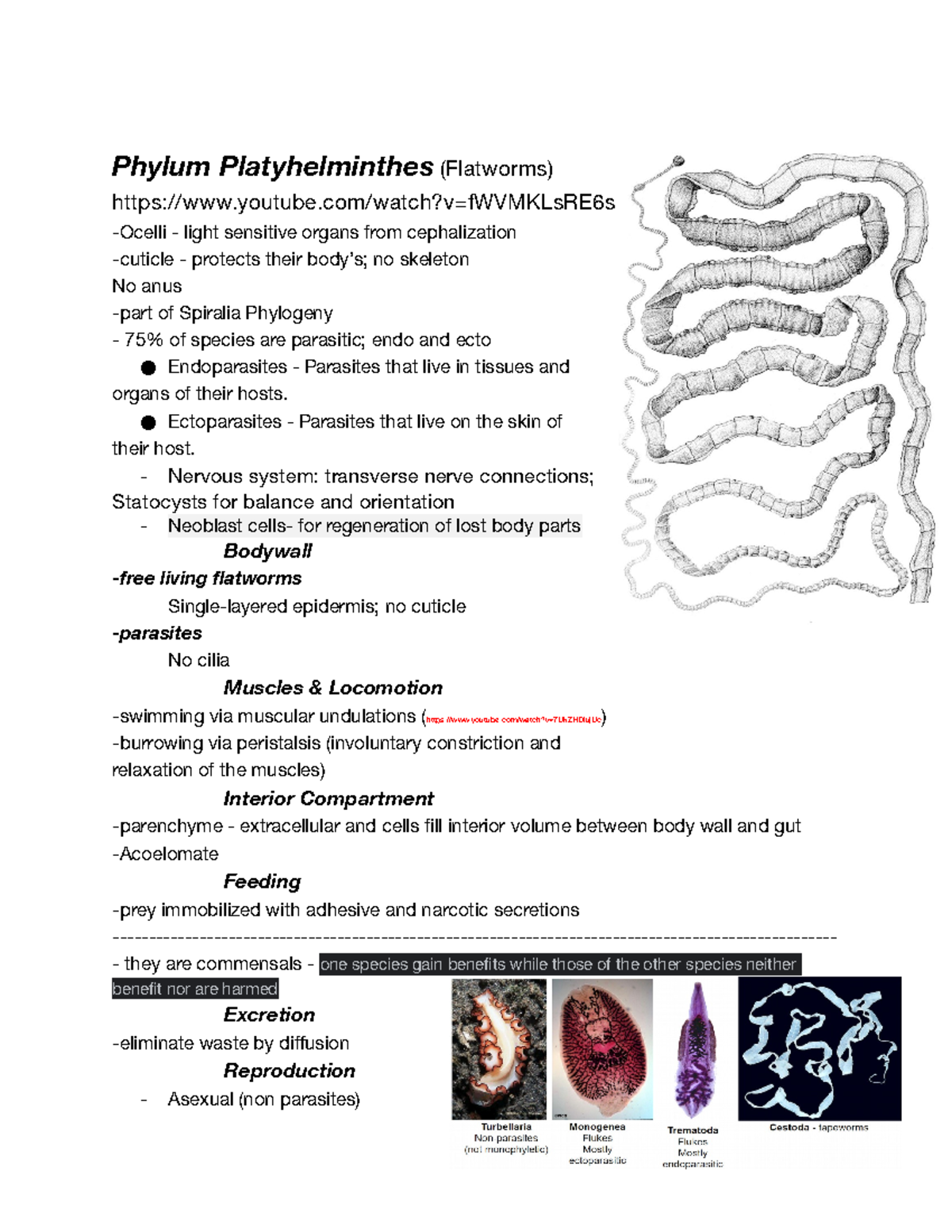 Invertebrate mid term Review - Phylum Platyhelminthes (Flatworms ...