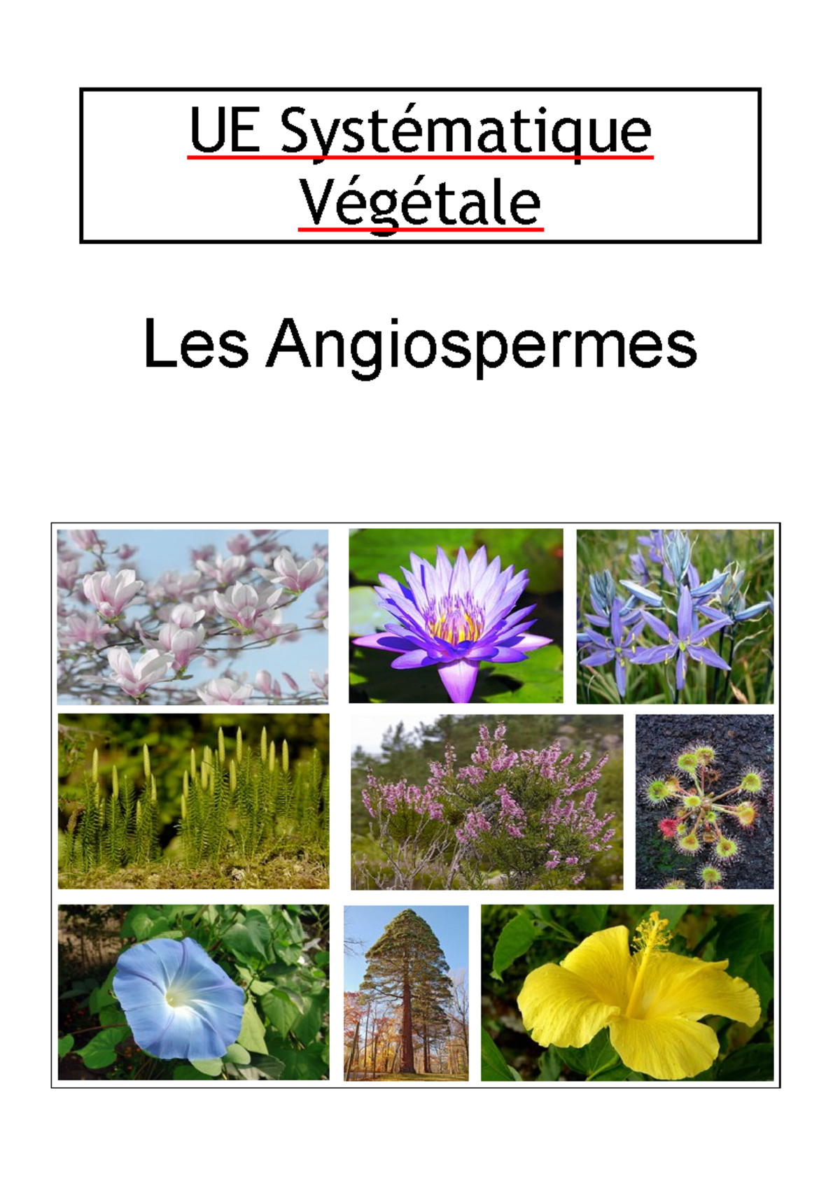 Cours Systématique des angiospermes - UE Systématique Végétale Les ...