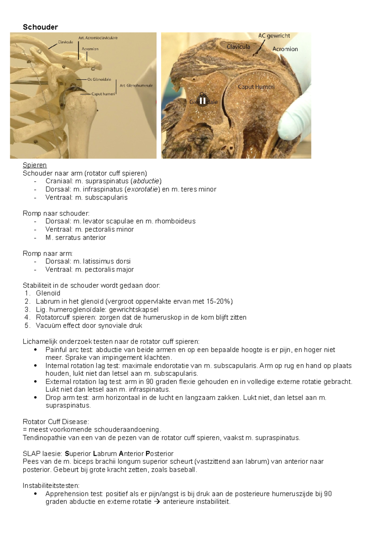 2C1 samenvatting - toets - Schouder Spieren Schouder naar arm (rotator ...