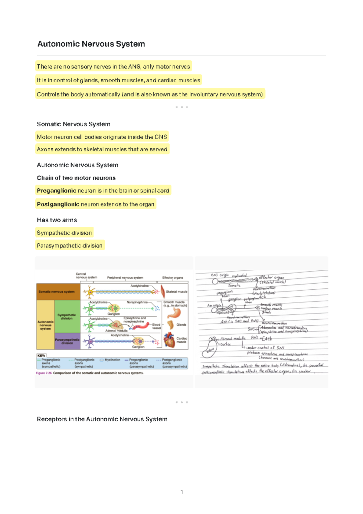 Autonomic Nervous System - Autonomic Nervous System There are no ...