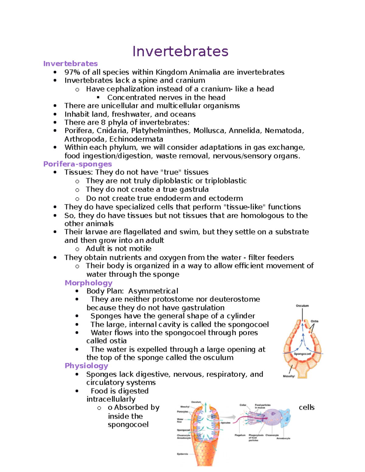 Invertebrates - lecture notes for the nine different phyla for plants ...